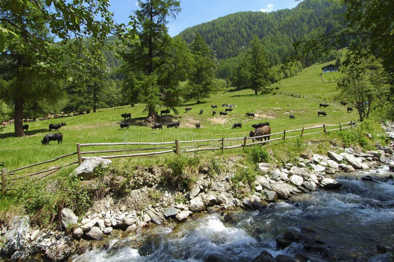 Spring in the Swiss alps stock image. Image of farming - 508105