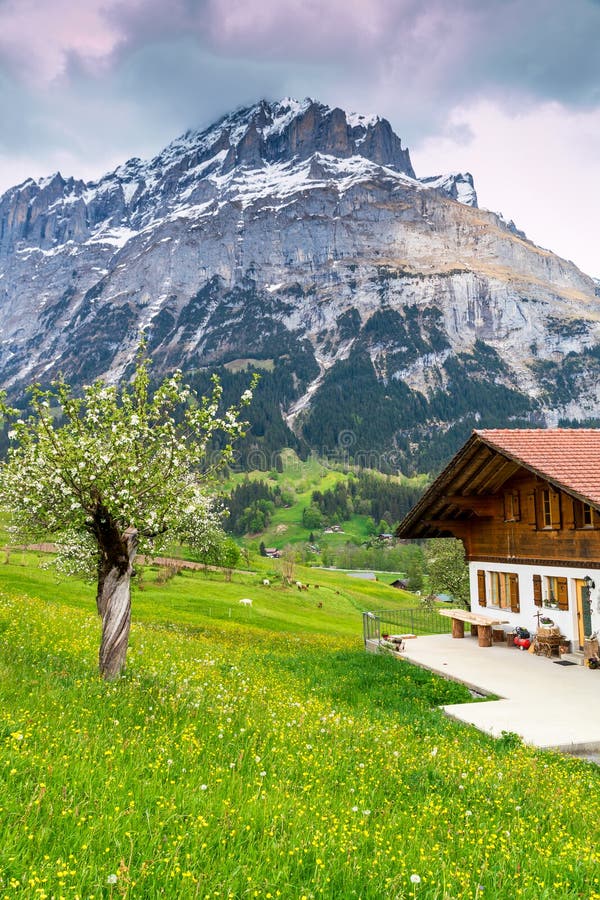 Grindelwald Valley with Village Scattered on the Green Slopes O Stock ...