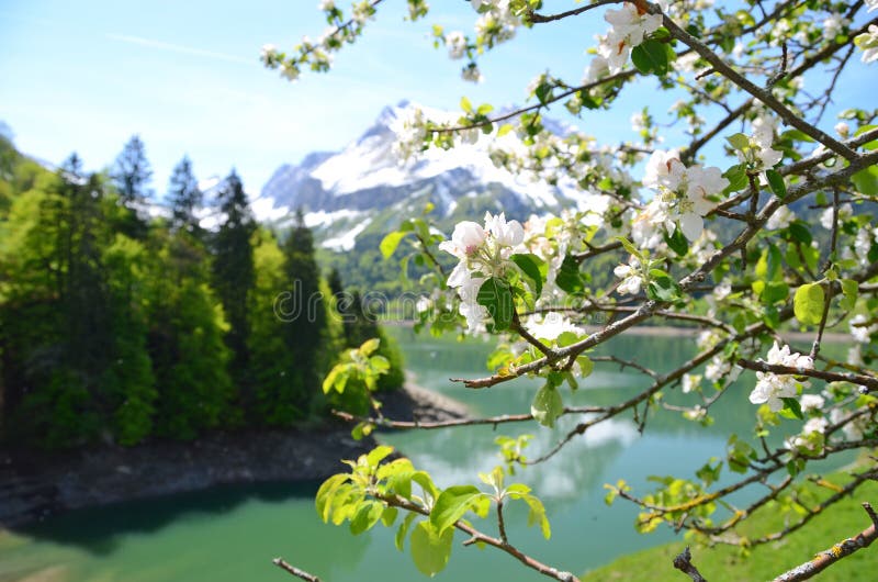 Spring in Switzerland stock image. Image of branch, freshness - 38206401