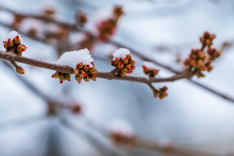 Spring Swollen Buds on a Tree Branch in the Snow. Background Stock ...