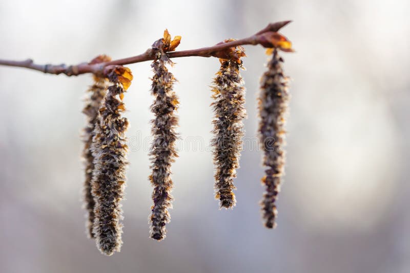Spring and Swollen Buds on a Spring Tree Stock Image - Image of quality ...