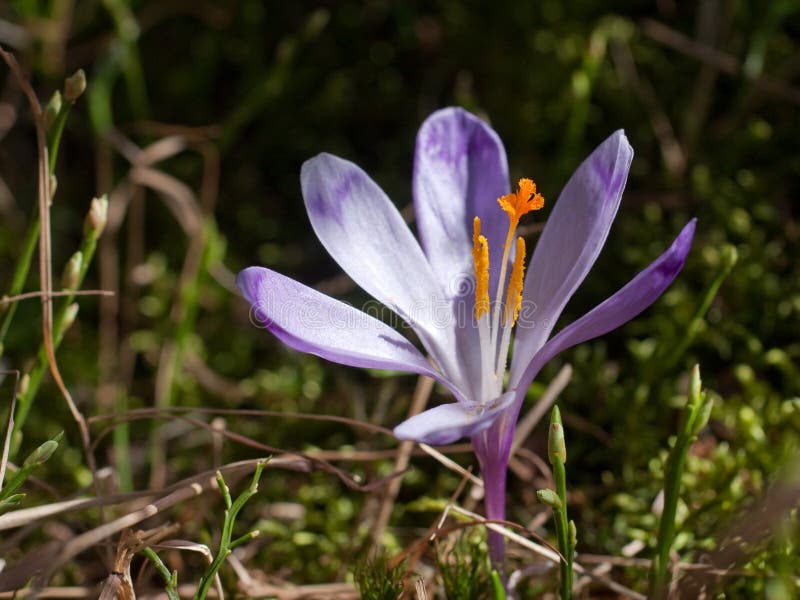 Spring symbol stock image. Image of petal, spring, wildlife - 14685045