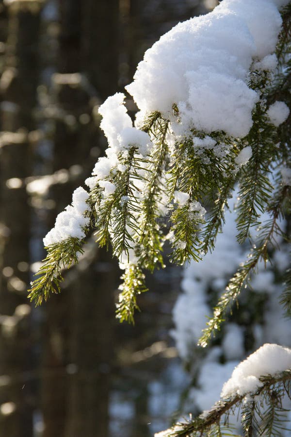 Spring in the Taiga - the First Warm Days Stock Photo - Image of rays ...