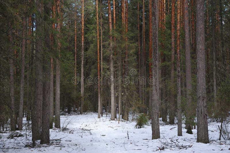 Spring in taiga stock image. Image of tree, plant, sunlight - 91275343