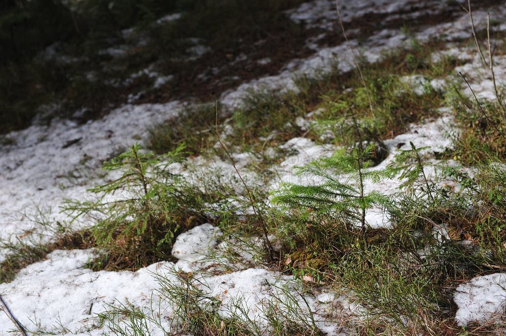 Spring in taiga stock photo. Image of natural, ground - 91275778