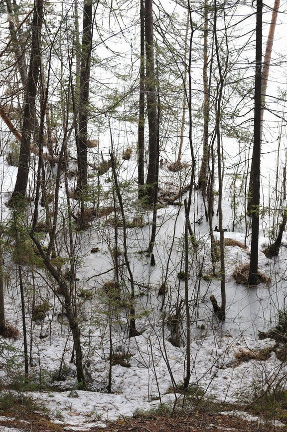Spring in taiga stock image. Image of nature, march, trees - 91283519