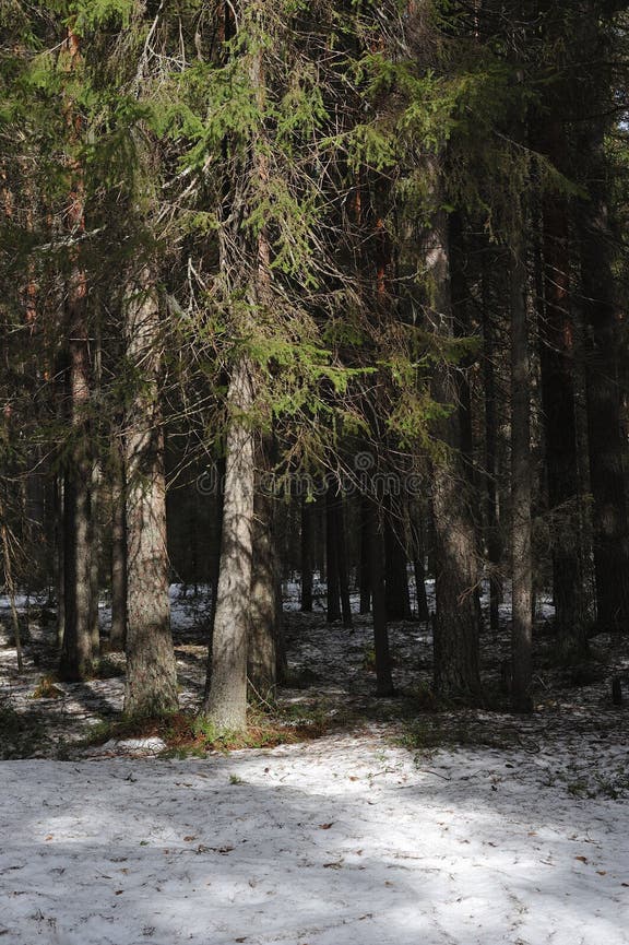 Spring in taiga stock image. Image of cold, path, russia - 91283923