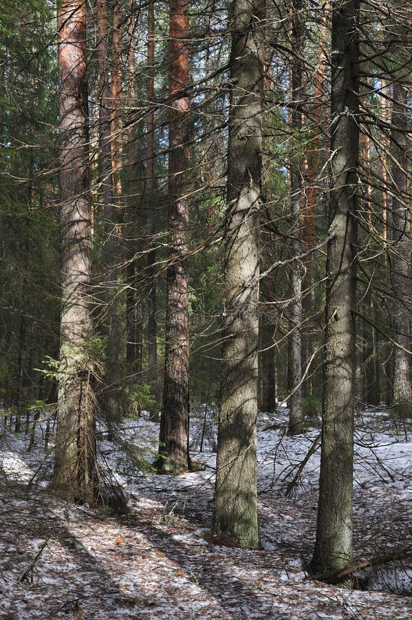 Spring in taiga stock image. Image of russia, cold, color - 91284503