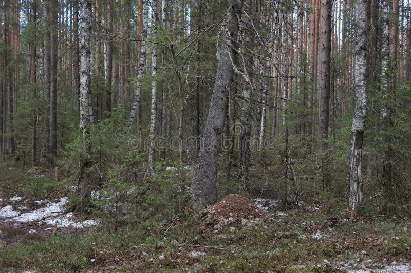 Spring in taiga stock image. Image of natural, march - 91766945