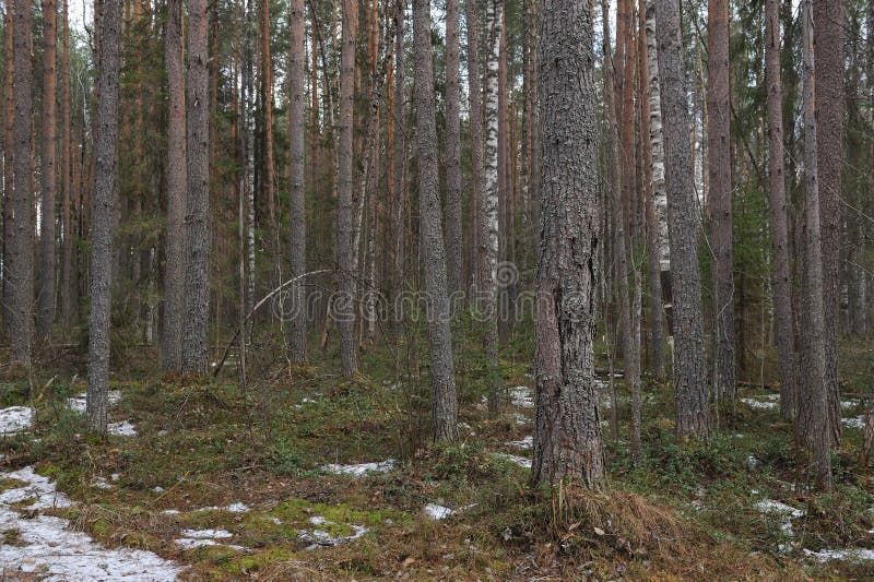 Spring in taiga stock photo. Image of beautiful, landscape - 91767132