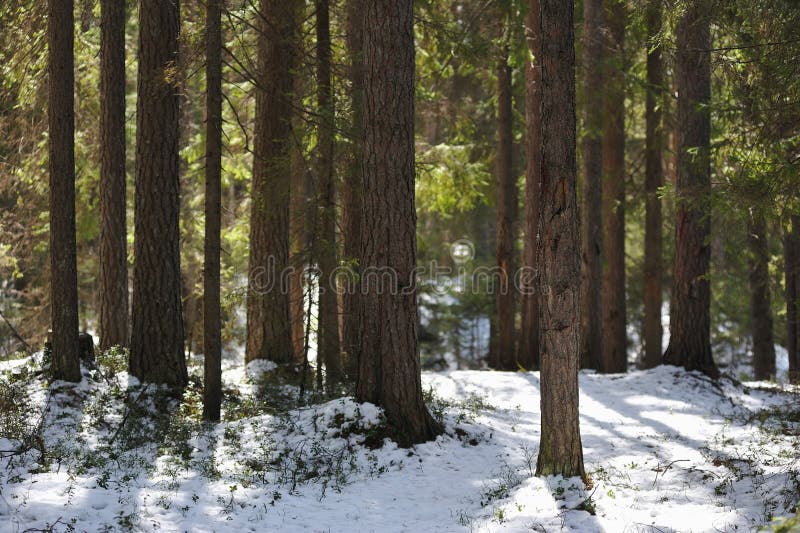 Spring in taiga stock image. Image of natural, cold, russia - 92313897