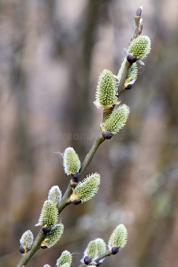 The First Tender Buds Blossomed on Willows Stock Photo - Image of ...
