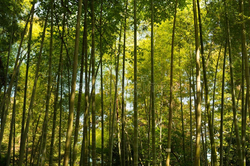 Spring Tall Trees Bamboo Woods. Sunlight in Tropical Forest, Summer ...