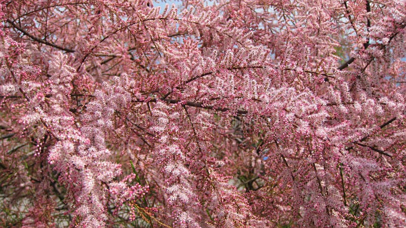 Tamarisk Trees (Tamarix Articulata) In The Desert. Stock Image - Image ...