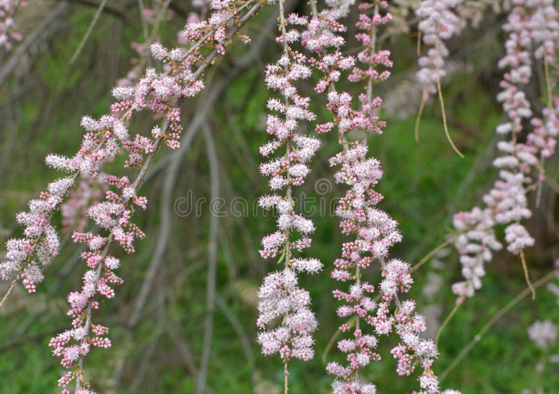 In the Spring, Tamarix Grows in Nature Stock Image - Image of ...