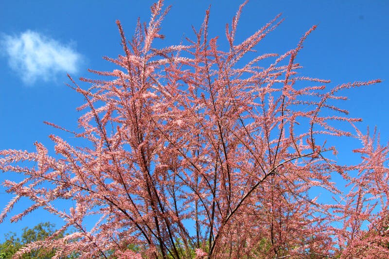 In the Spring, Tamarix Grows in Nature Stock Image - Image of spring ...