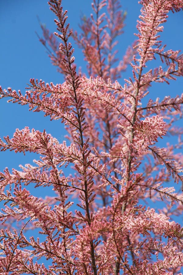 In the Spring, Tamarix Grows in Nature Stock Photo - Image of natural ...