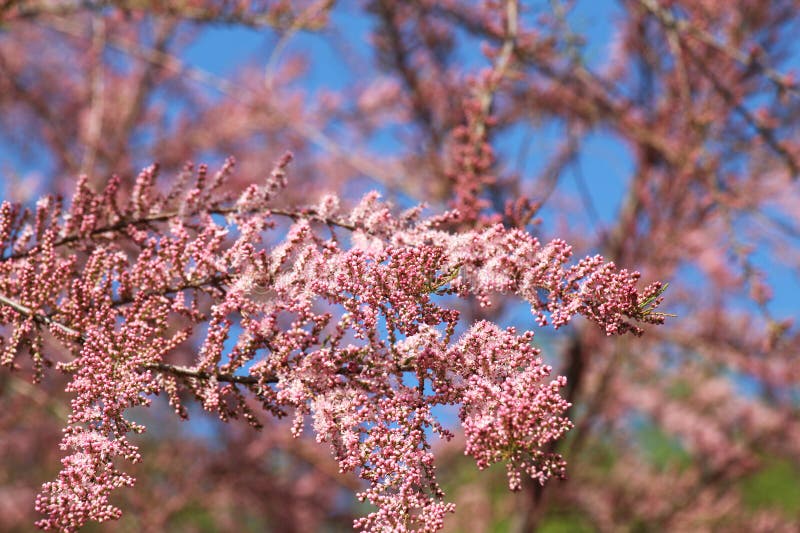In the Spring, Tamarix Grows in Nature Stock Photo - Image of ...