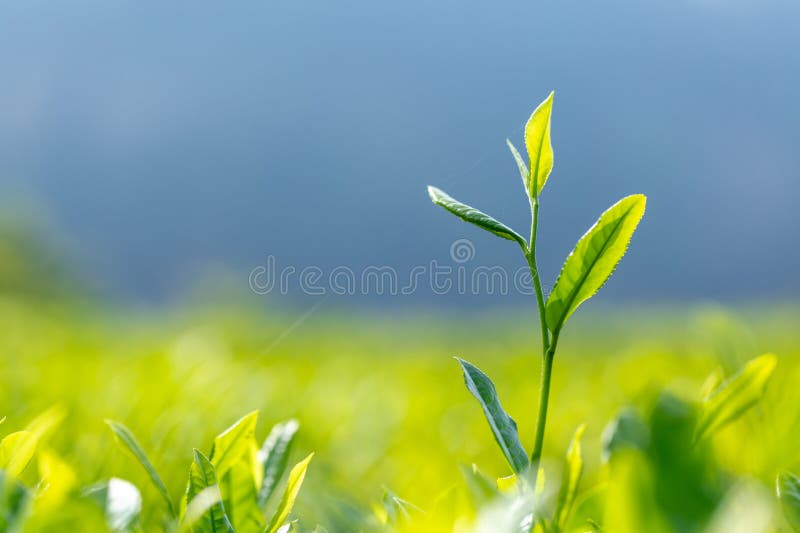 Spring Tea Buds Close-up. Tea Leaves in the Sun. Tea Garden Tea Leaves ...