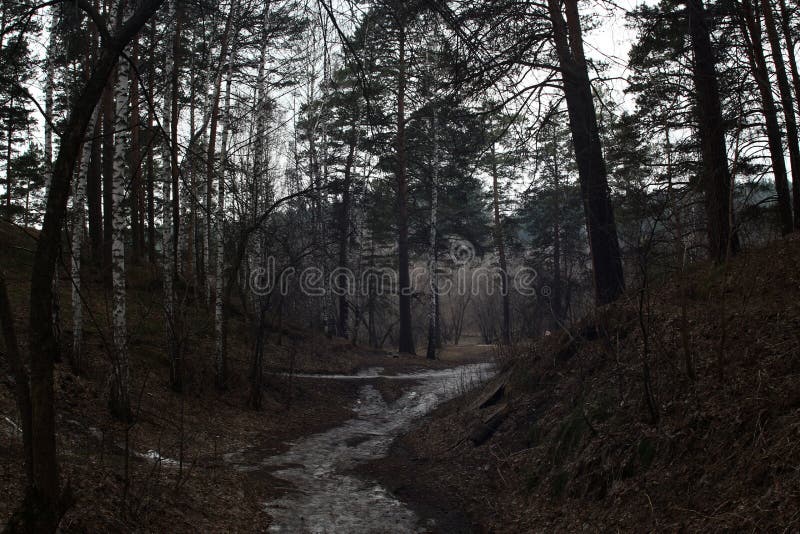 Spring Temperate Forest Landscape with Conifers on the Foreground Stock ...
