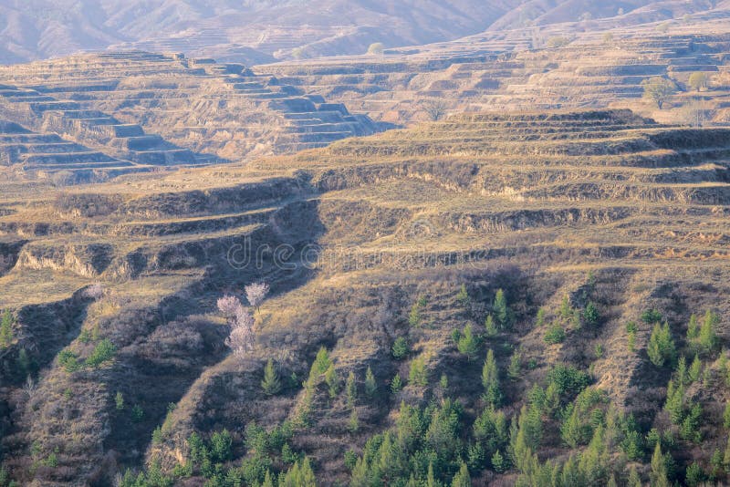 Spring terraces stock photo. Image of cultivated, plateau - 179947296