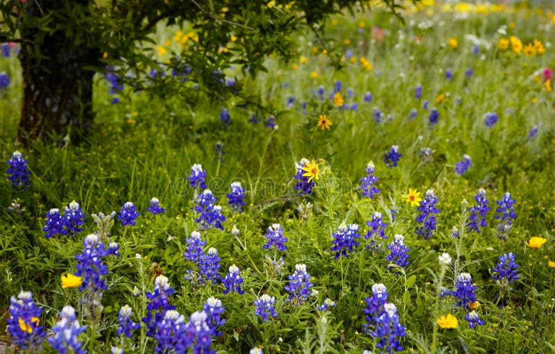 Spring in Texas stock photo. Image of petals, springtime - 85973988