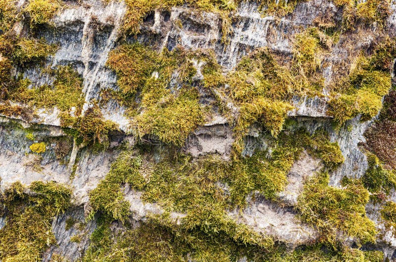 Stone with Moss Texture Background Stock Image - Image of textured ...