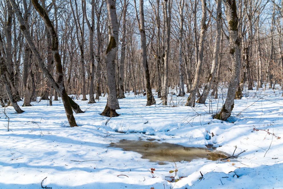 Spring thaw in the forest stock photo. Image of park - 213705574