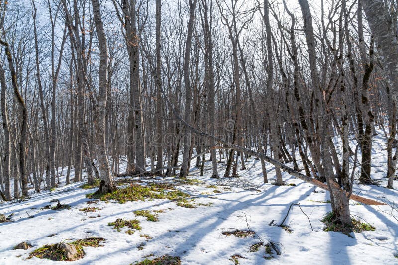 Spring Thaw stock photo. Image of river, spring, stream - 13362494