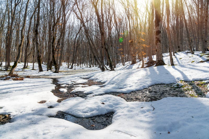 Spring thaw in the forest stock photo. Image of landscape - 213705616
