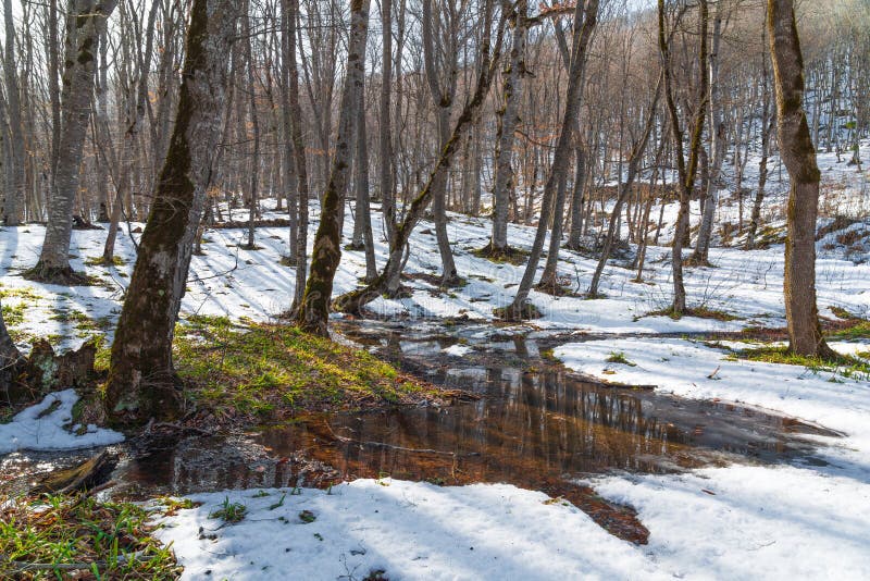 Spring thaw in the forest stock image. Image of patch - 213705639