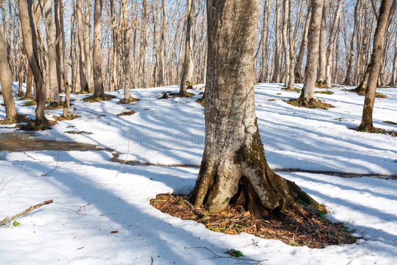 Spring thaw in the forest stock photo. Image of park - 213705574