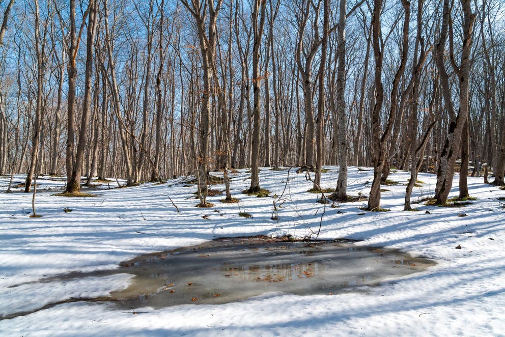Spring thaw in the forest stock image. Image of early - 213705657