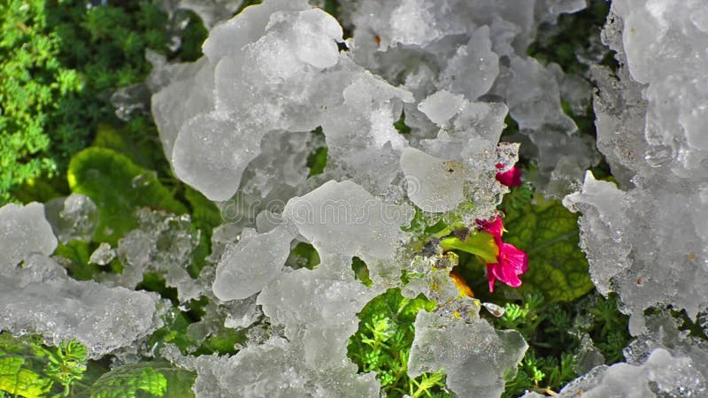Snow Melting and Crocus Flower Blooming in Spring Stock Video - Video ...