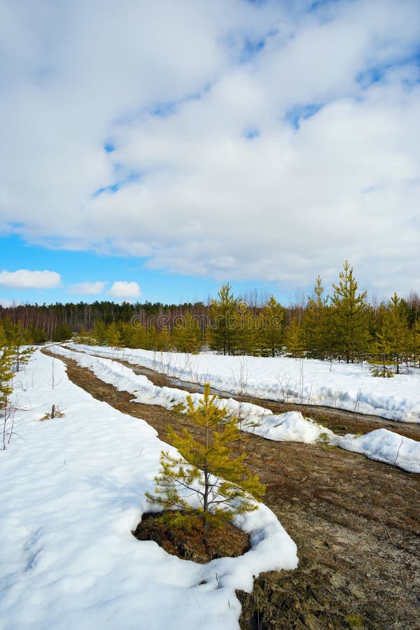 Spring Thaw in the Snow among Young Pines. Stock Image - Image of ...