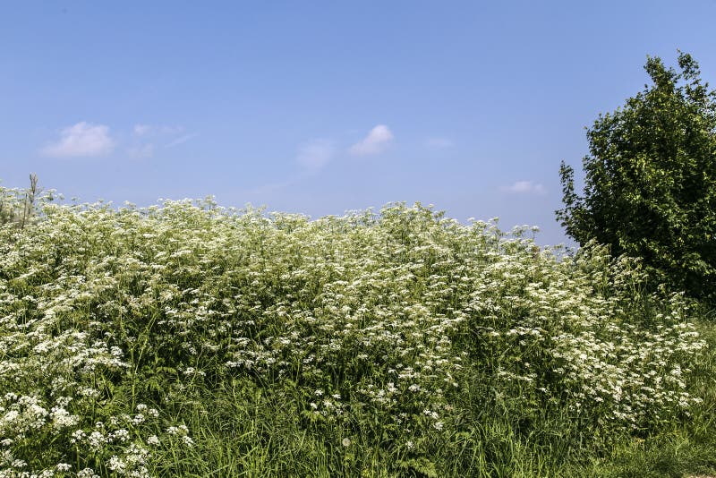 Flowering Herbs Along the Edges of Farmers Fields Stock Image - Image ...