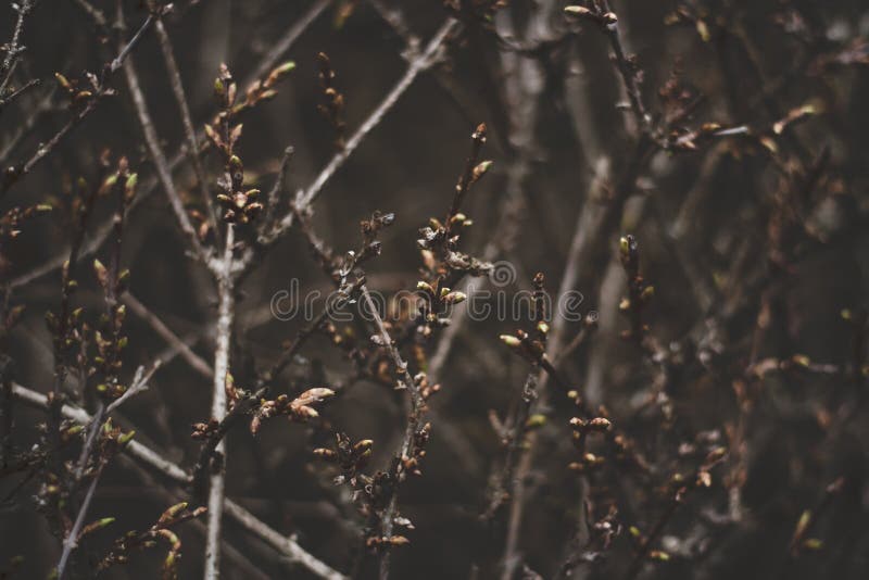 Spring thicket stock photo. Image of bush, twigs, shrub - 68167974