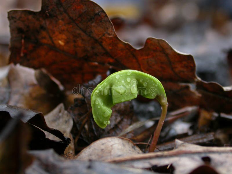 Sprout Stretches Stock Photos - Free & Royalty-Free Stock Photos from ...