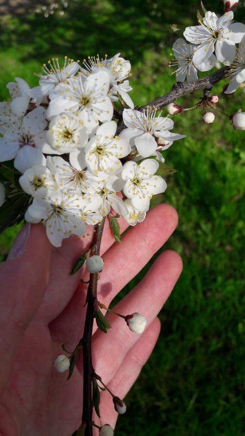 Thiss Lhoto Stock Photos - Free & Royalty-Free Stock Photos from Dreamstime