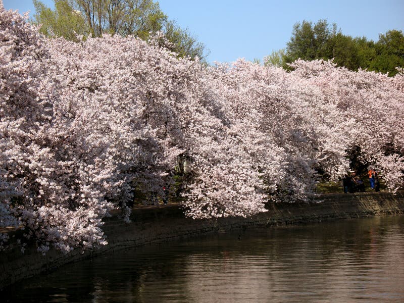 Spring at the Tidal Basin stock image. Image of march - 4777391