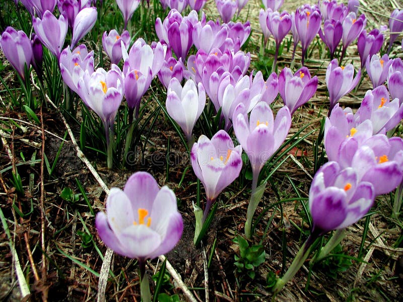 Sky stock photo. Image of skies, afternoon, dusk, city, clouds - 312