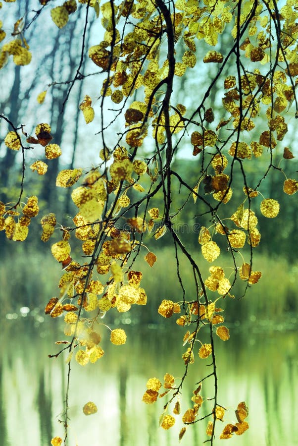 Spring time stock photo. Image of rain, spring, leaves - 12651478