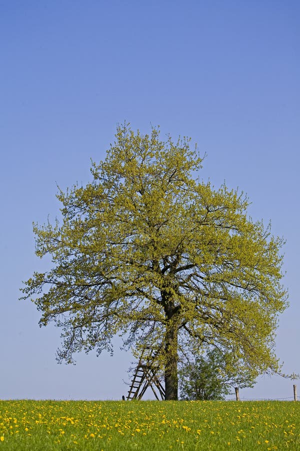 Spring time stock photo. Image of meadow, lonely, landscape - 13346138
