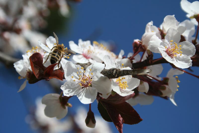 Honey Bee on Manuka Flower stock image. Image of gathering - 59583087