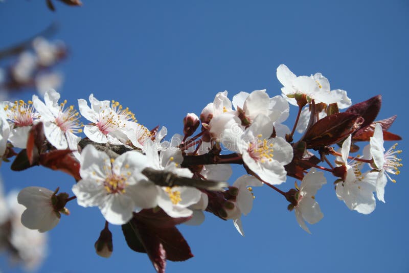 Spring time stock photo. Image of insect, flower, clouds - 1478550