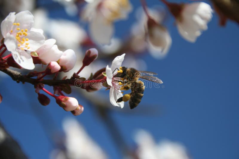 Bee at work stock photo. Image of spring, pollination - 27459550