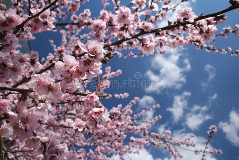 Spring window stock photo. Image of spring, interior, wooden - 682864