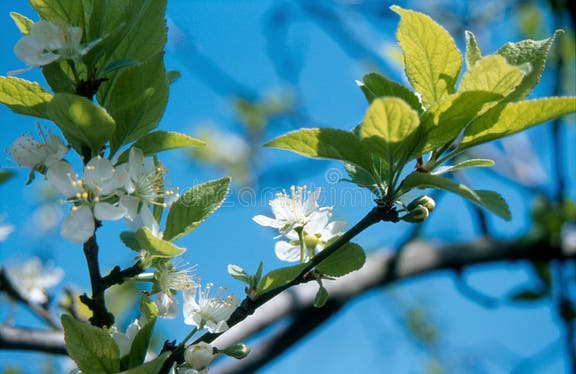 Spring time stock photo. Image of spring, time, leafs - 1601044