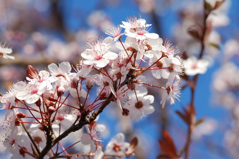 Spring time stock image. Image of insect, close, happy - 2029511