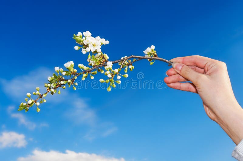 Spring Time stock photo. Image of fragility, color, growth - 2237006